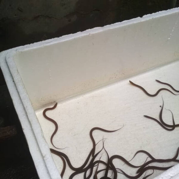 √ Panduan A-Z: Cara Budidaya Belut Lengkap (Terbaru 2020)