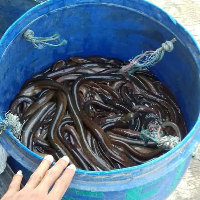 √ Panduan A-Z: Cara Budidaya Belut Lengkap (Terbaru 2020)