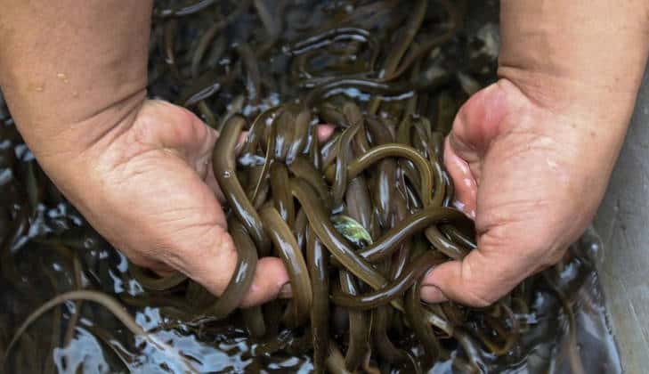 √ Panduan A-Z: Cara Budidaya Belut Lengkap (Terbaru 2020)