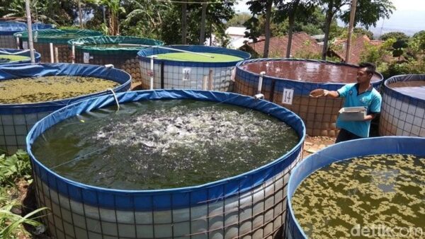 √ Panduan A-Z: Cara Budidaya Ikan Lele (2020)